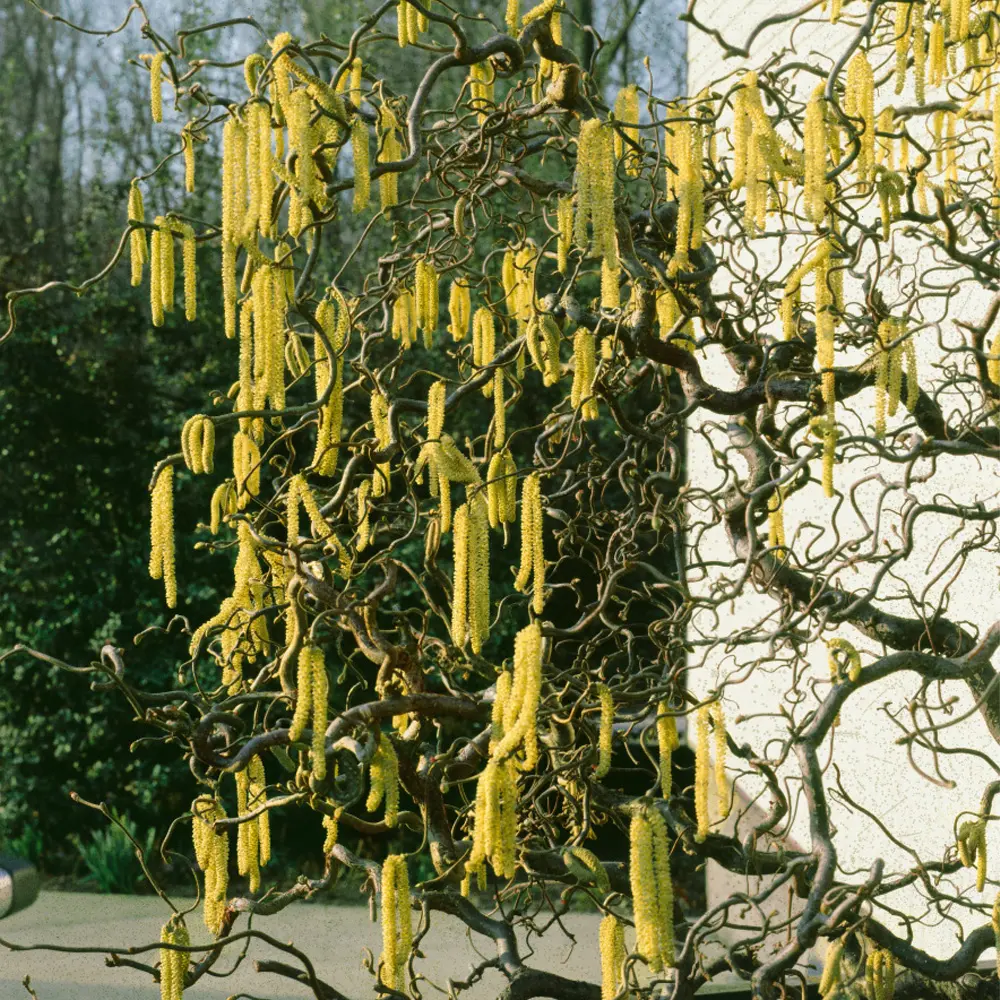 Alun Contorta (Corylus avellana Contorta) - HERBORY by Roplant