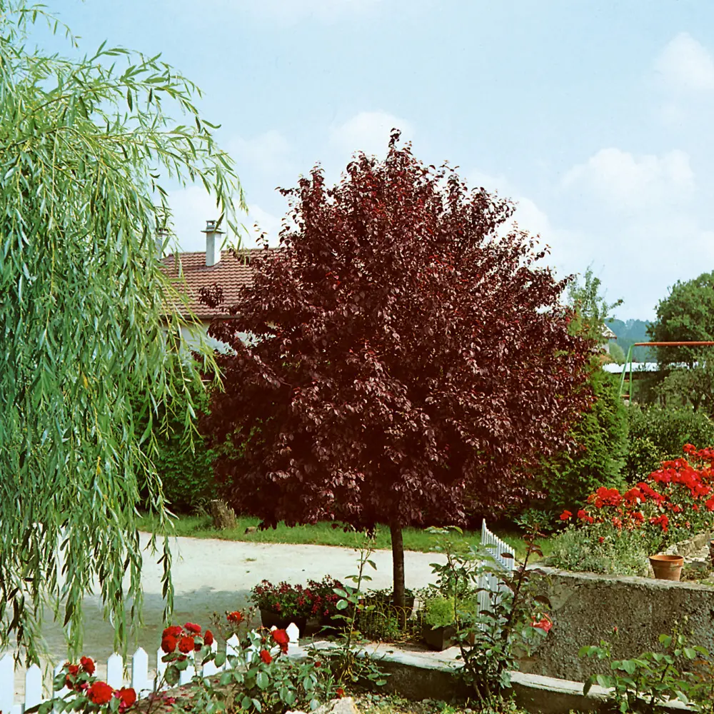 Corcodus rosu (Prunus cerasifera Nigra) - HERBORY by Roplant