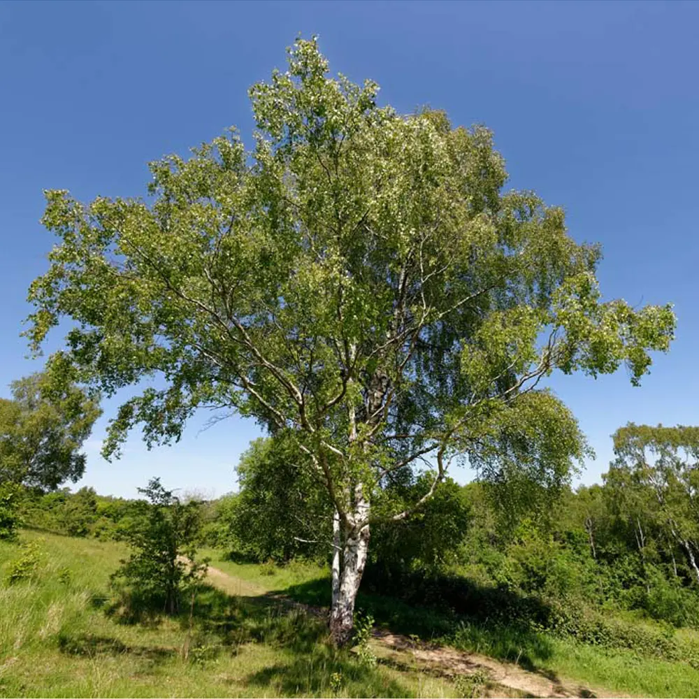 Mesteacan Alb (Betula pendula) - HERBORY by Roplant