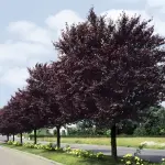 Corcodus rosu (Prunus cerasifera Nigra) - HERBORY by Roplant