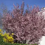 Corcodus rosu (Prunus cerasifera Nigra) - HERBORY by Roplant